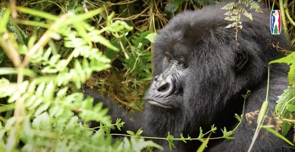 The BAL x Visit Rwanda Tour with Brittney Elena and Makeda Episode 3 ...